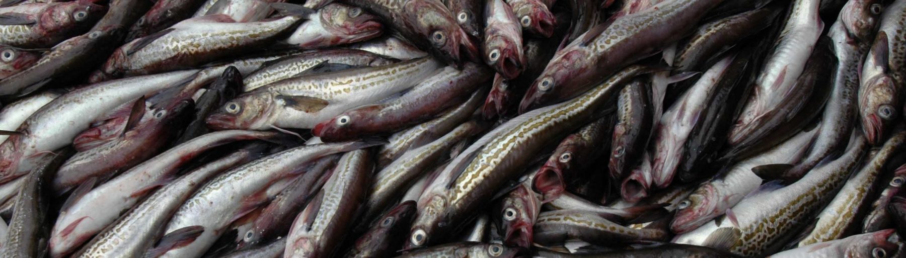 Predator-prey relationships in Alaska fisheries management