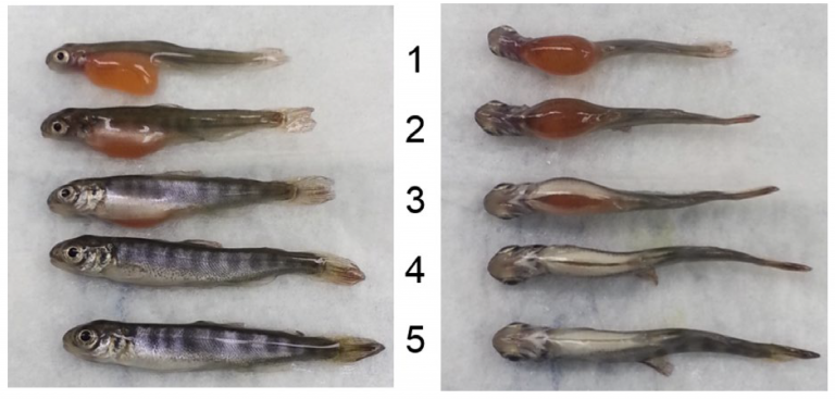 Baby salmon emerge from gravel earlier and less developed when ...