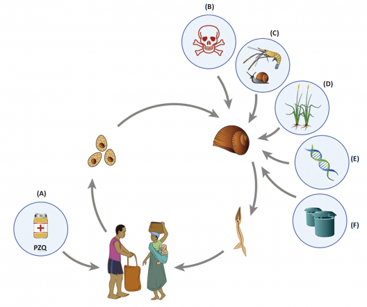 To reduce human infections, control the snails