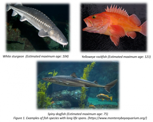 Old-growth fishes are going missing through fishing