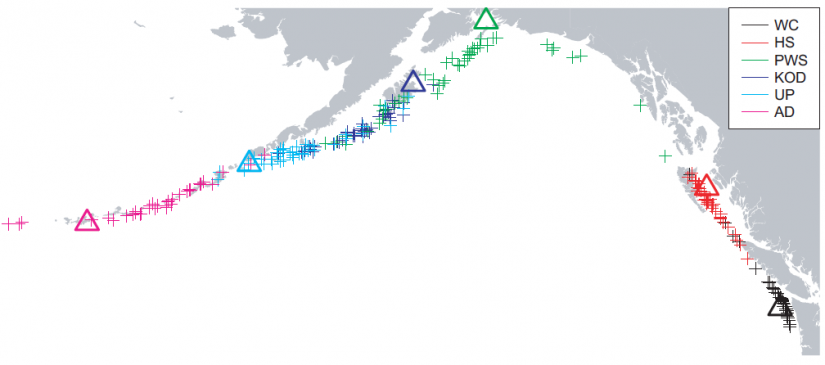 Where did the cod come from?