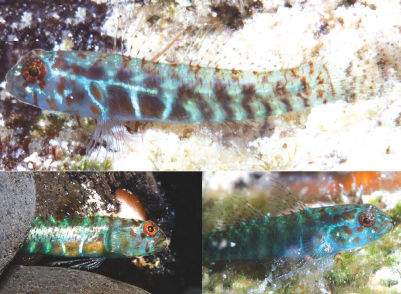 Newly discovered fish species: the Polkadot Dwarfgoby