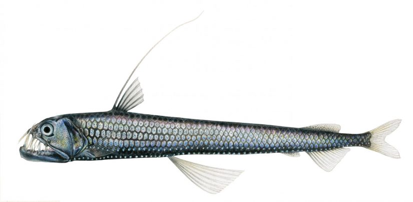 “Fishes of the Salish Sea” Book Release