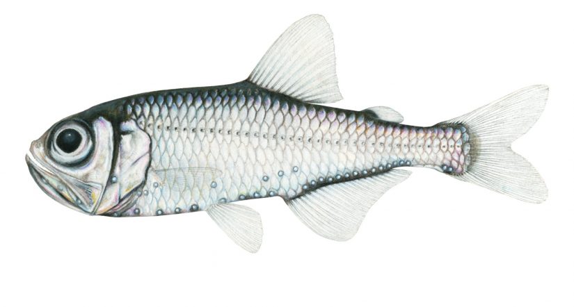 “Fishes of the Salish Sea” Book Release