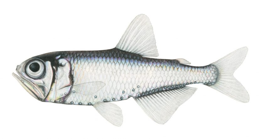 “Fishes of the Salish Sea” Book Release