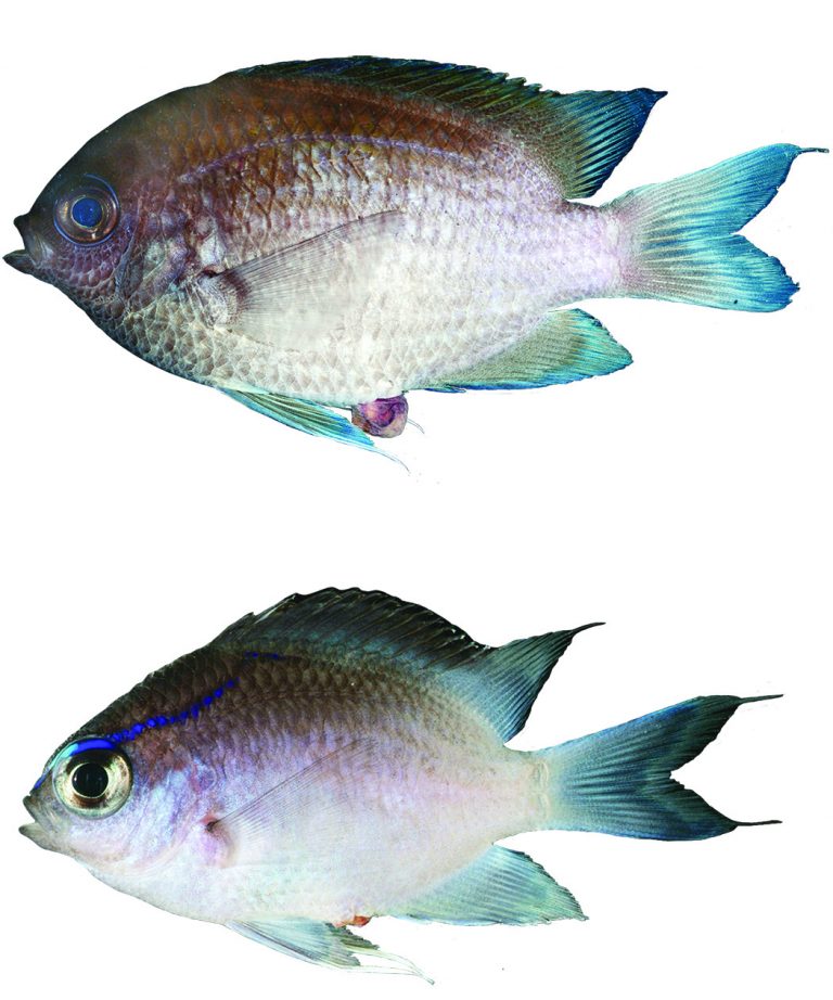 Capstone Highlight: New Species of Damselfish
