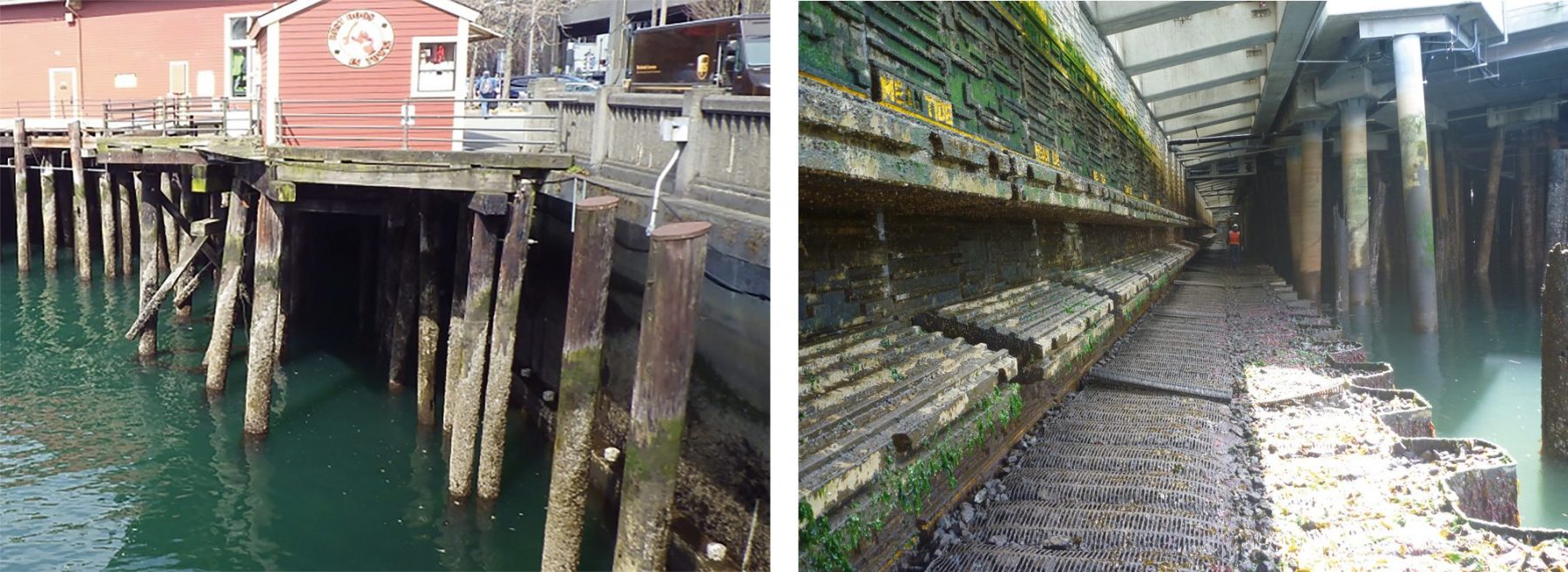 Sound solutions for Seattle’s salmon