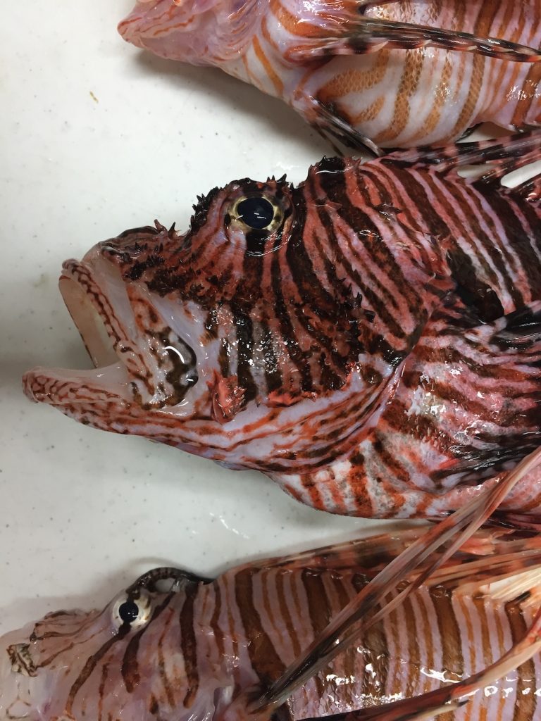 School of Aquatic and Fishery Sciences