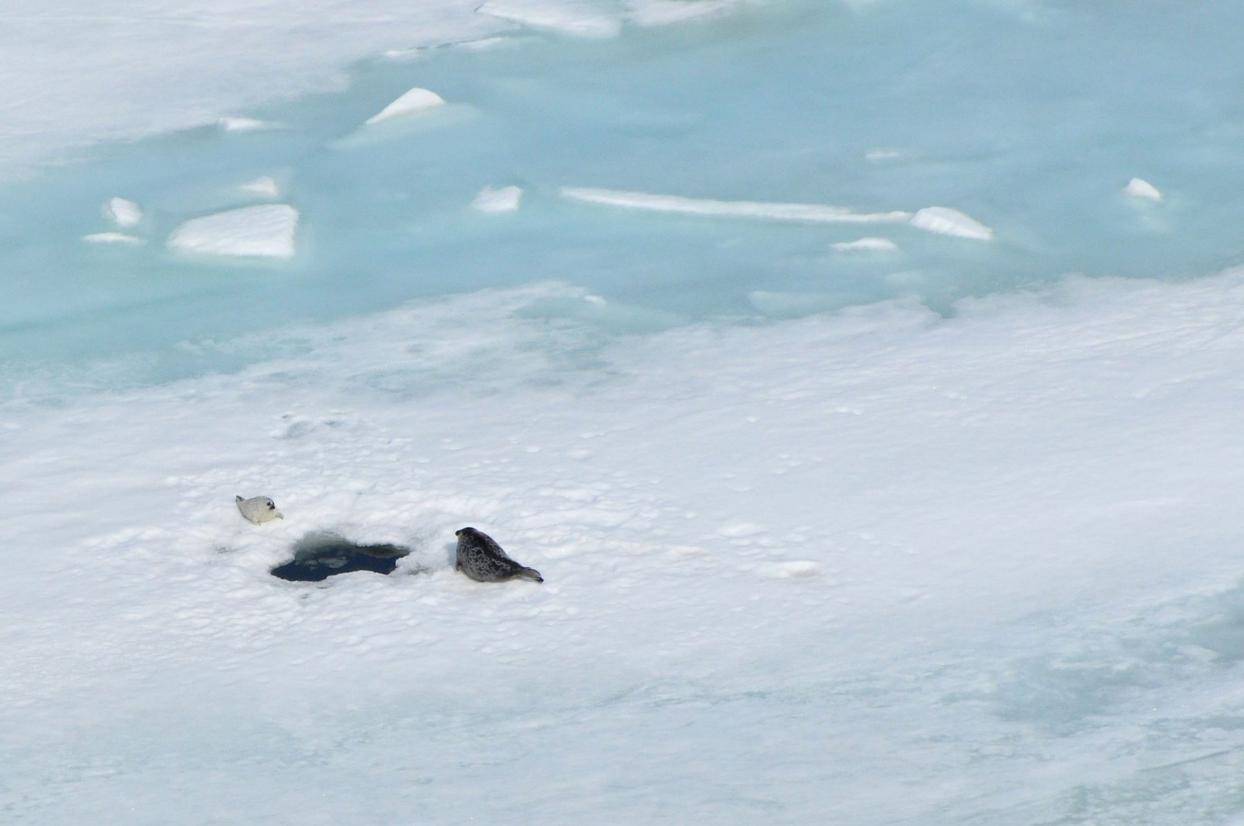 On the ice and from the air: Combining Indigenous Knowledge and ...