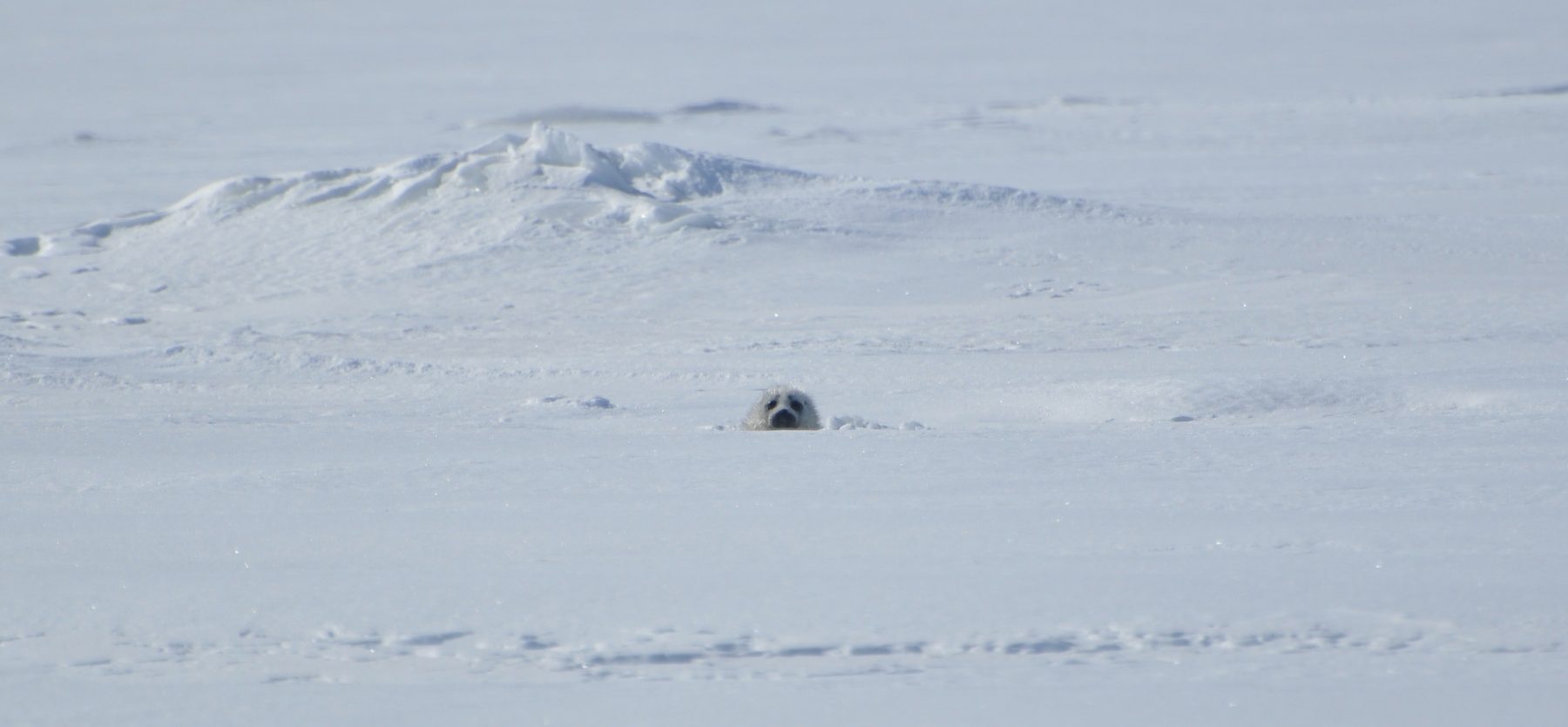 On the ice and from the air: Combining Indigenous Knowledge and ...