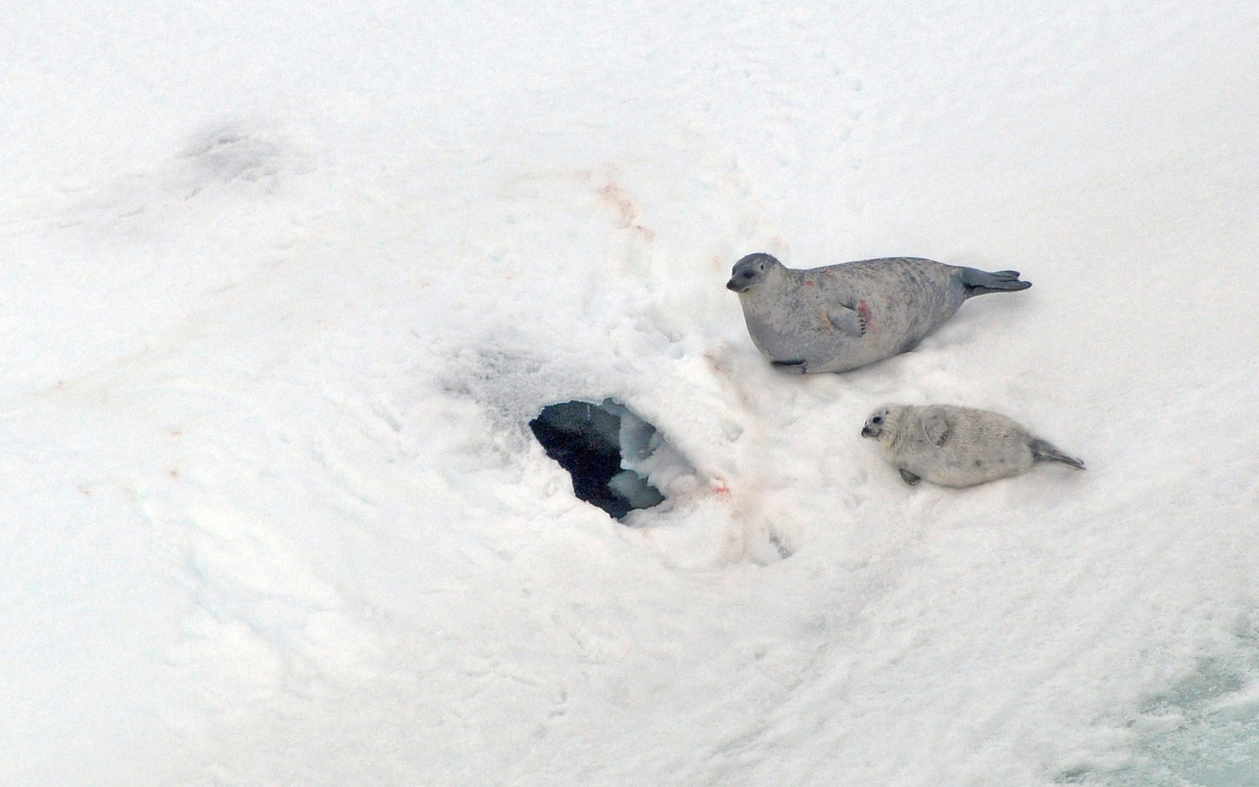 School of Aquatic and Fishery Sciences