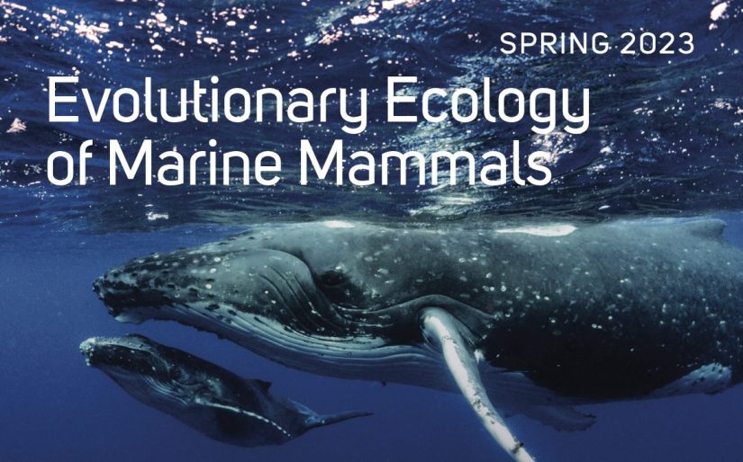 Explore the evolutionary ecology of marine mammals in new class