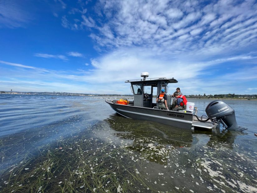 Summer fieldwork in the Salish Sea