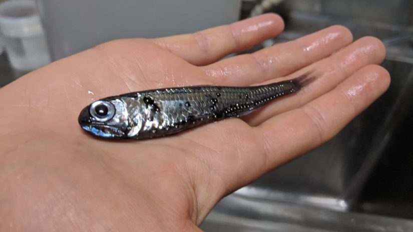 A cautionary tale: deep sea exploitation and five reasons to be careful