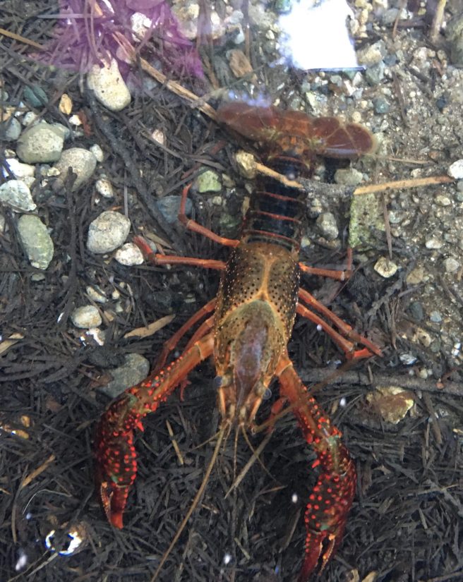 What aquatic invaders are among us? Find out at the SEAS Open House