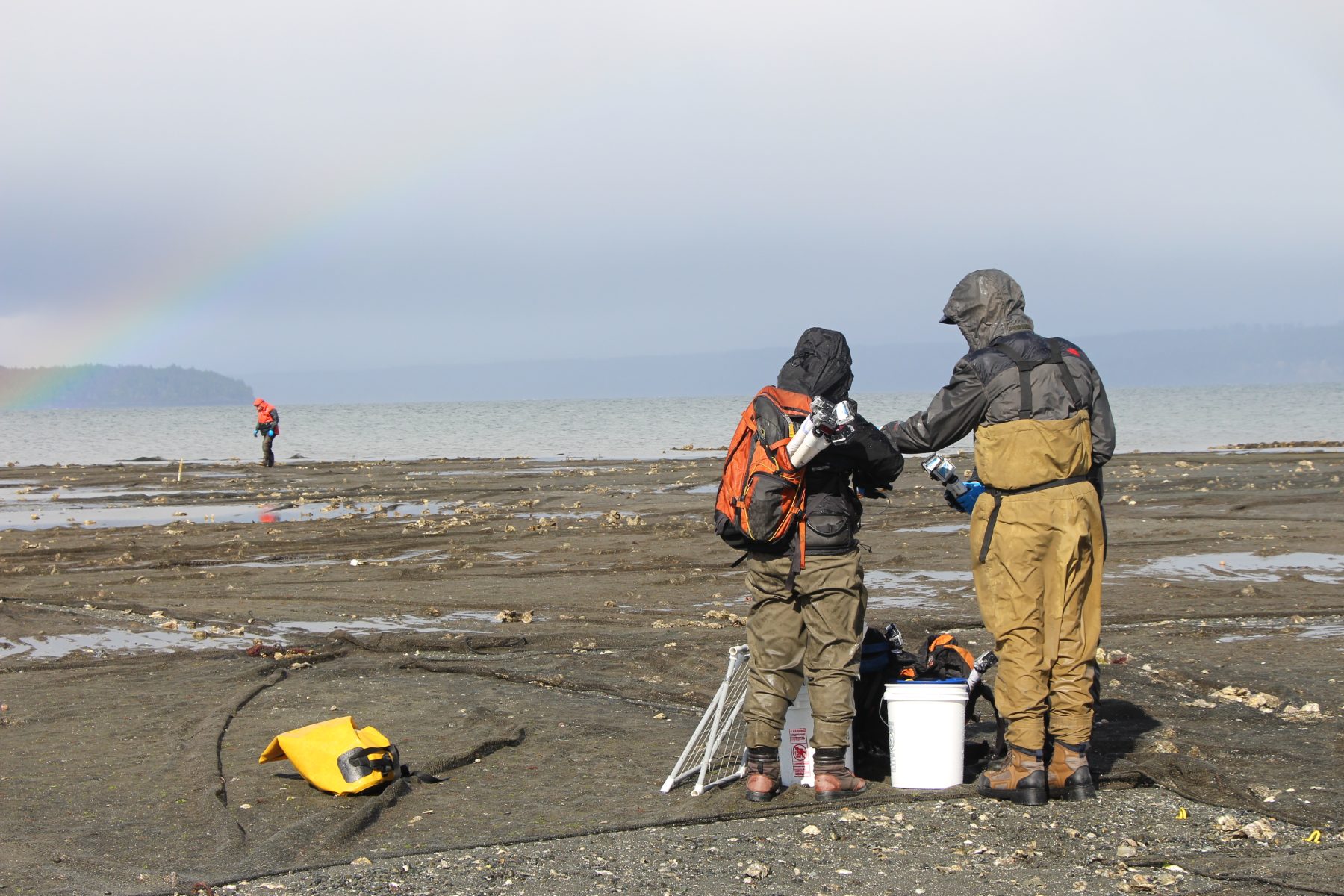 Exploring the foraging ecology of crabs and fish in Washington’s ...