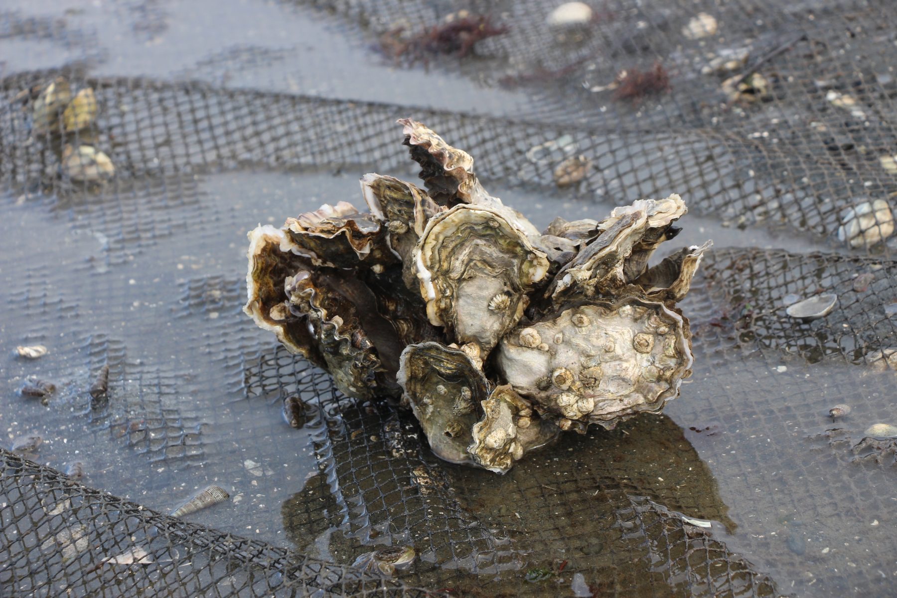 Exploring the foraging ecology of crabs and fish in Washington’s ...