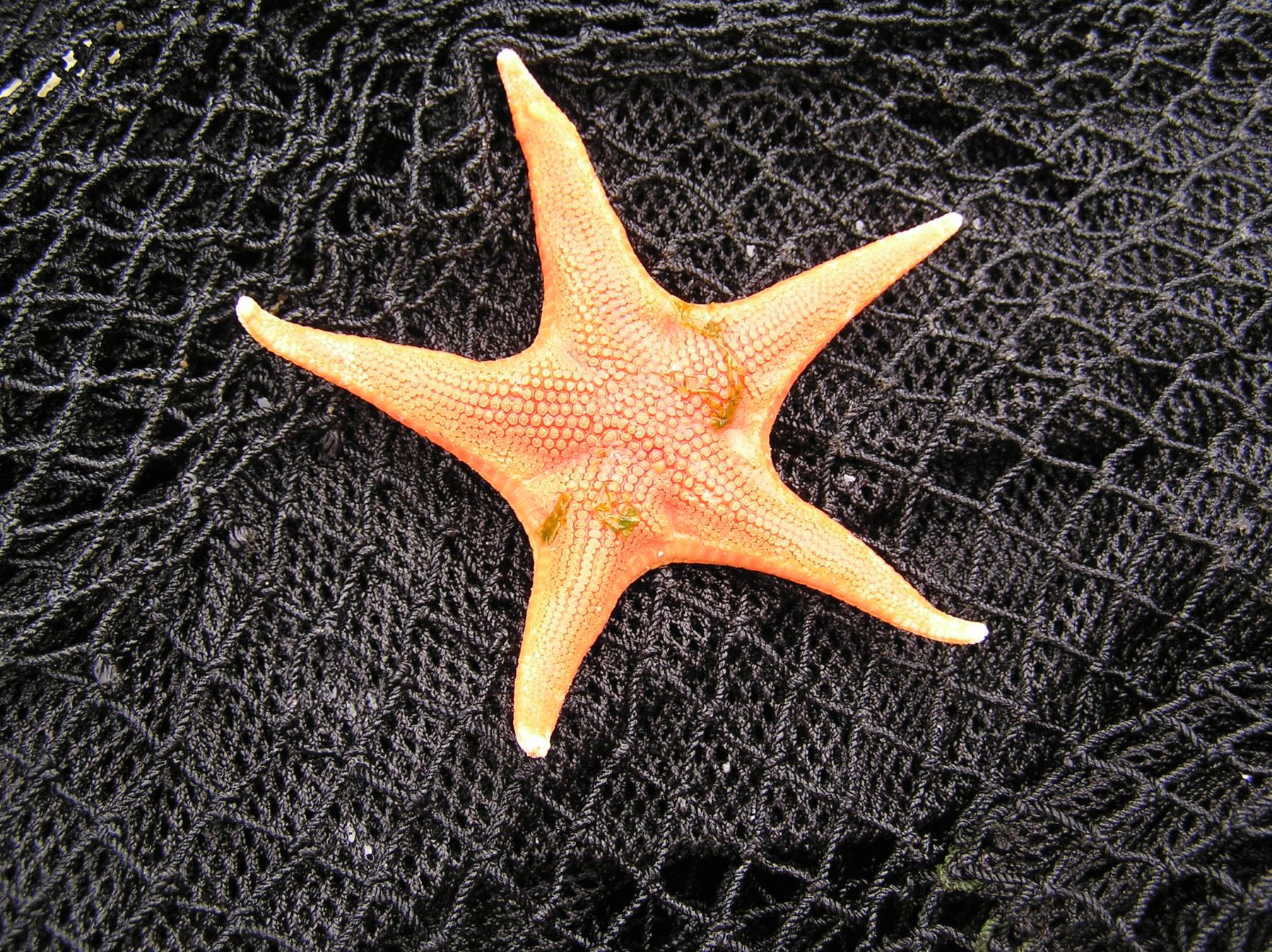 Two decades of change in sea star abundance in Puget Sound