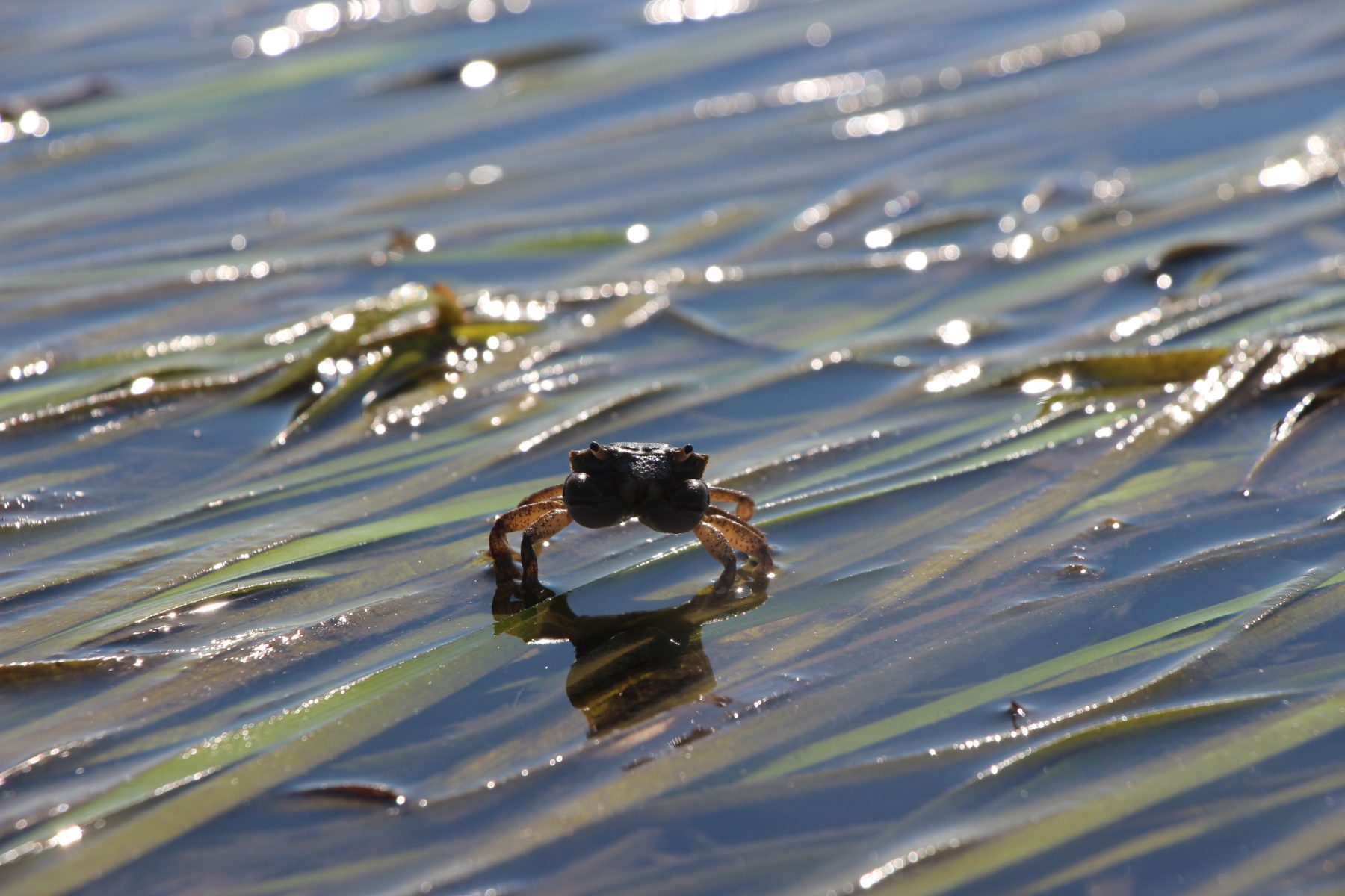 Exploring the foraging ecology of crabs and fish in Washington’s ...