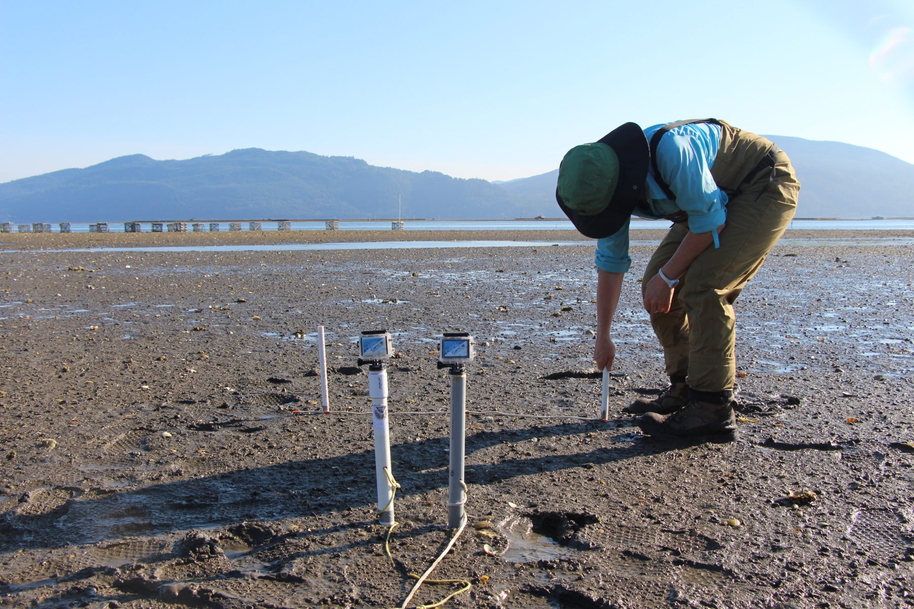 Exploring the foraging ecology of crabs and fish in Washington’s ...