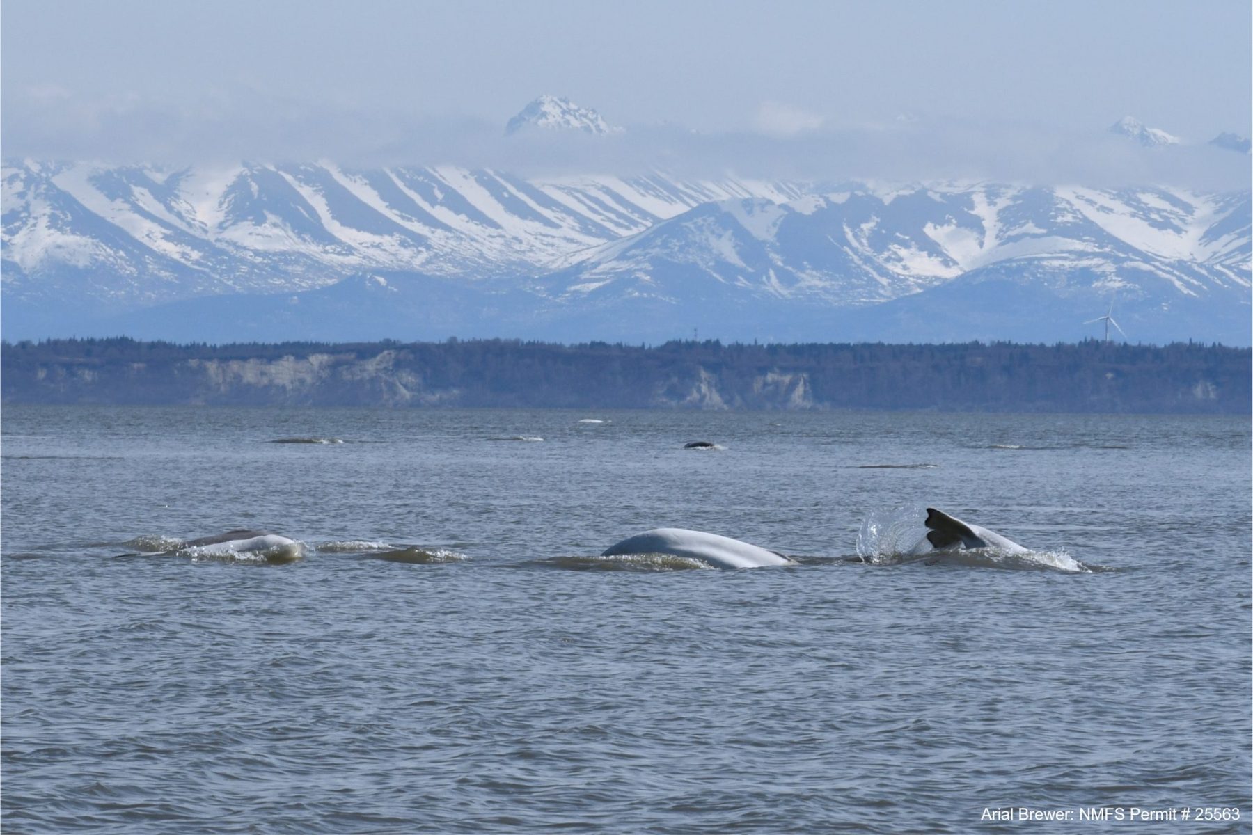 Cataloging the canaries of the sea: studying vocal behavior, kinship ...
