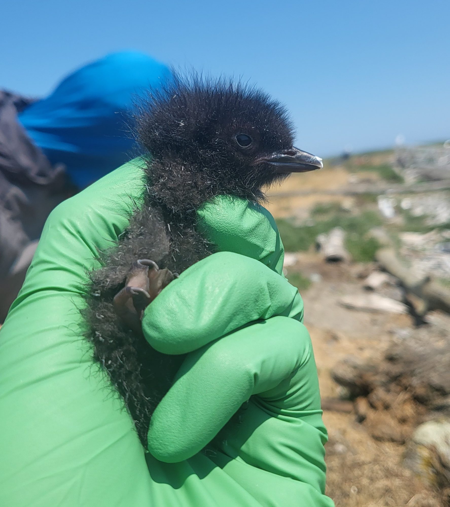 Bird backpacks: GPS tagging of rhinoceros auklets and pigeon guillemots ...