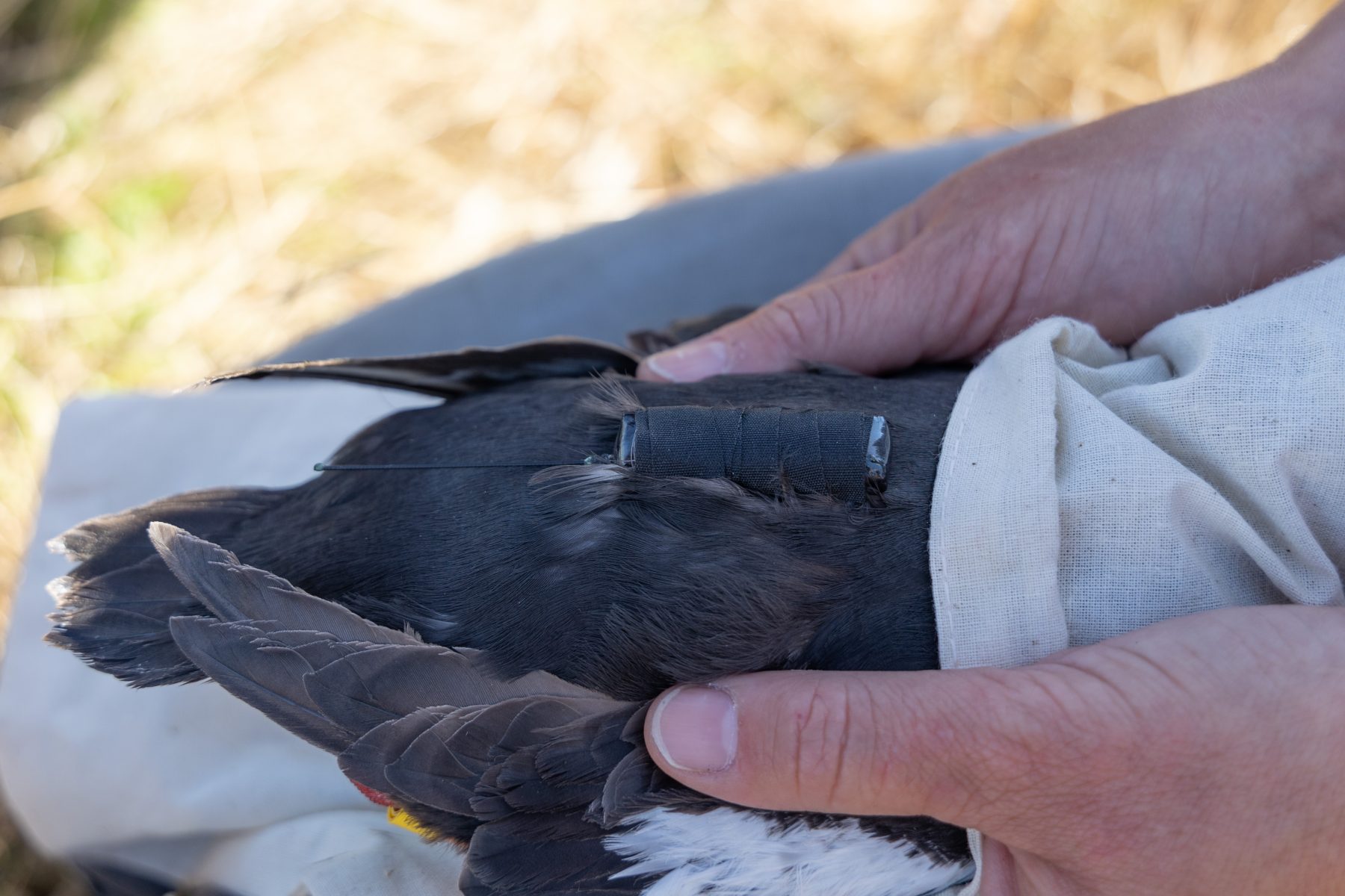 Bird backpacks: GPS tagging of rhinoceros auklets and pigeon guillemots ...
