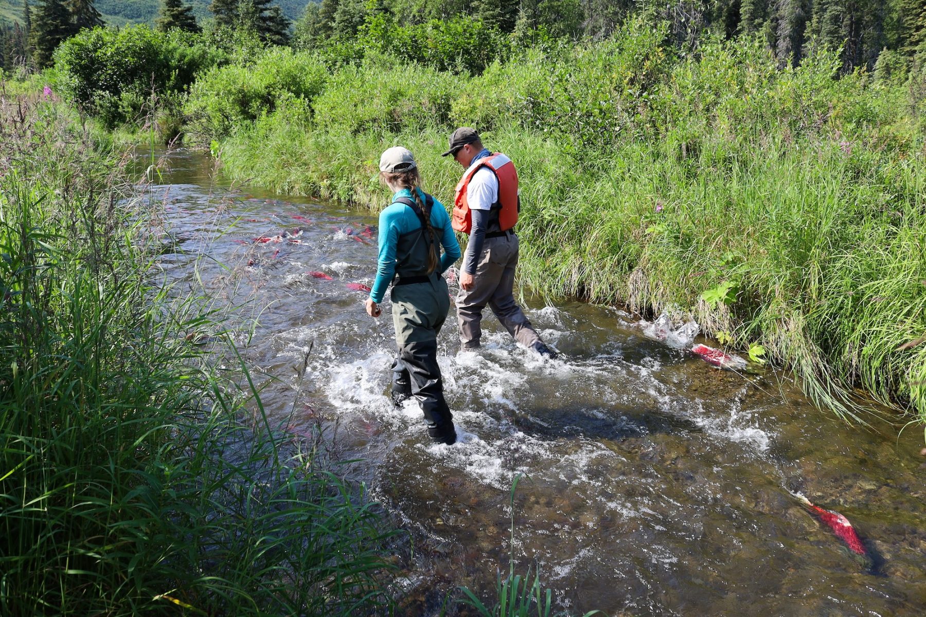 Witnessing one of nature’s most impressive migrations: a summer with ...