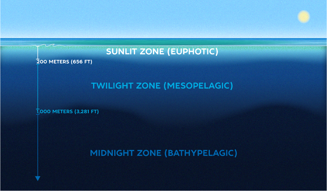 Diving deep into how fish impact carbon cycling in the ocean