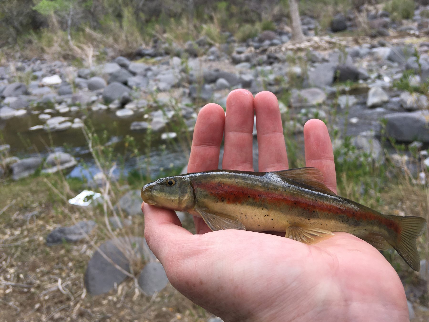 Taking a deeper look: using fish eye lenses to explore invasive fish ...