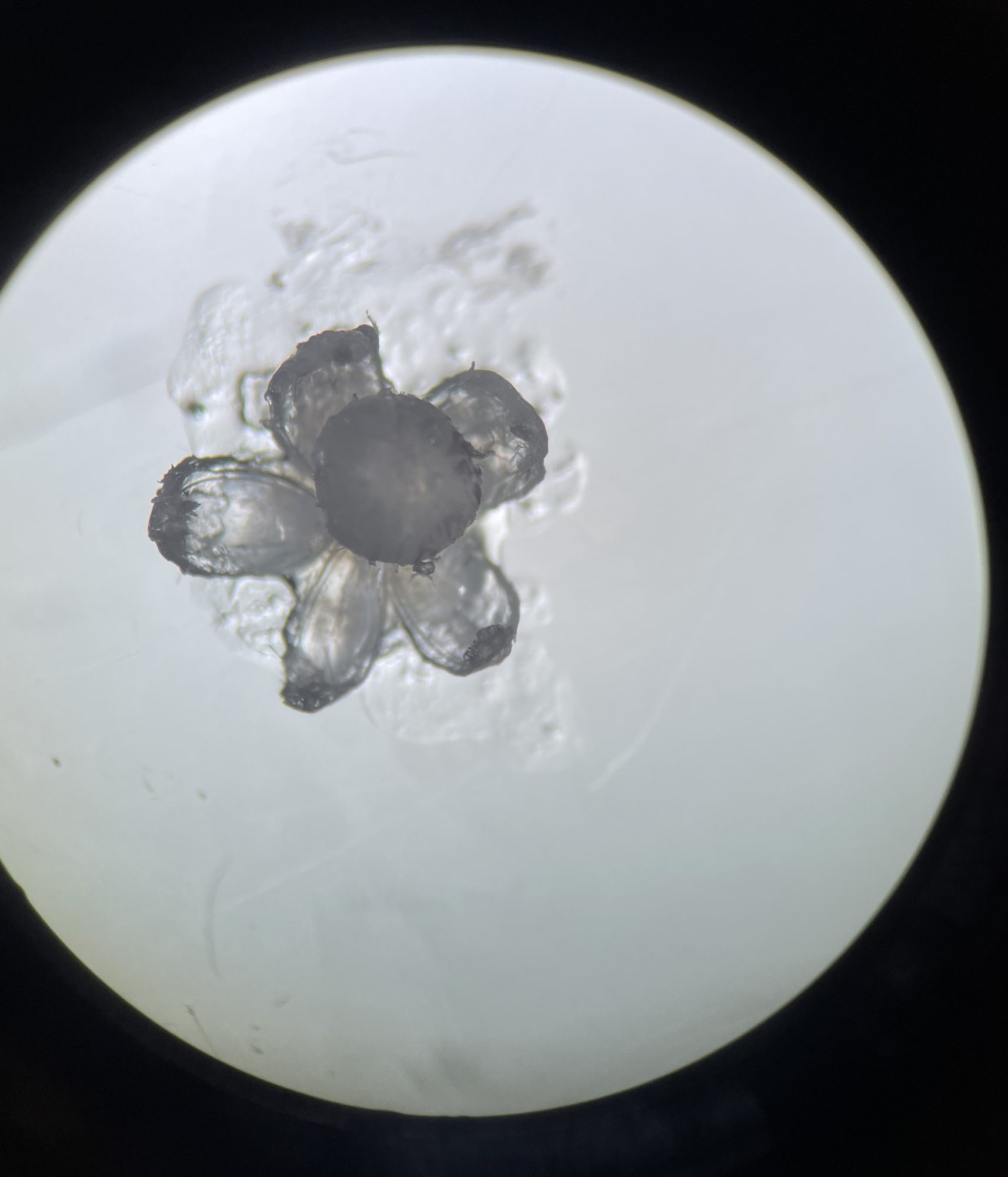 Taking a deeper look: using fish eye lenses to explore invasive fish ...