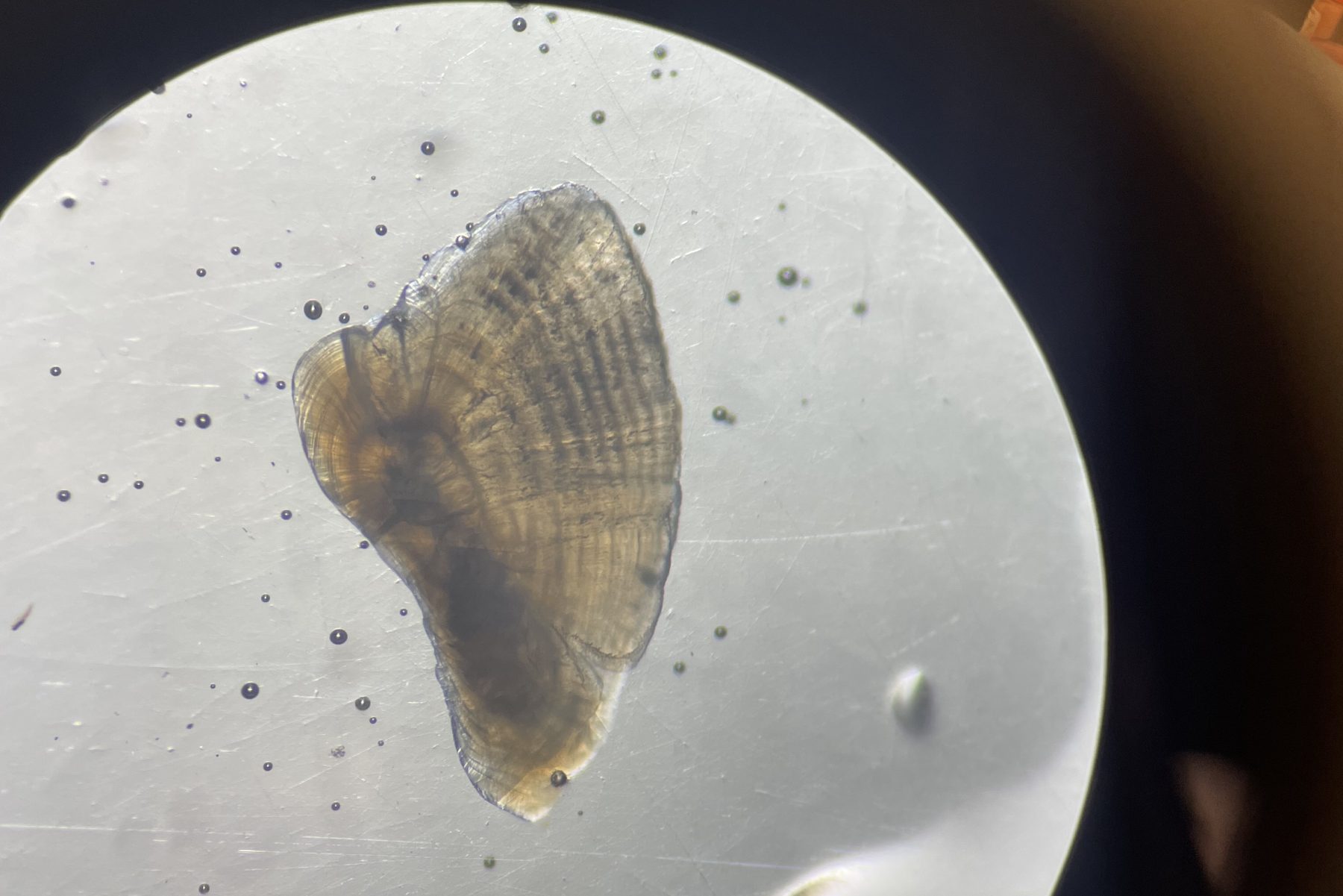 Taking a deeper look: using fish eye lenses to explore invasive fish ...