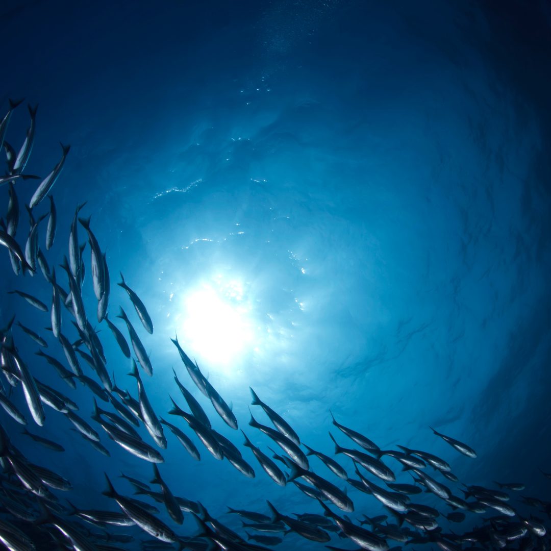 News & Events | School of Aquatic and Fishery Sciences