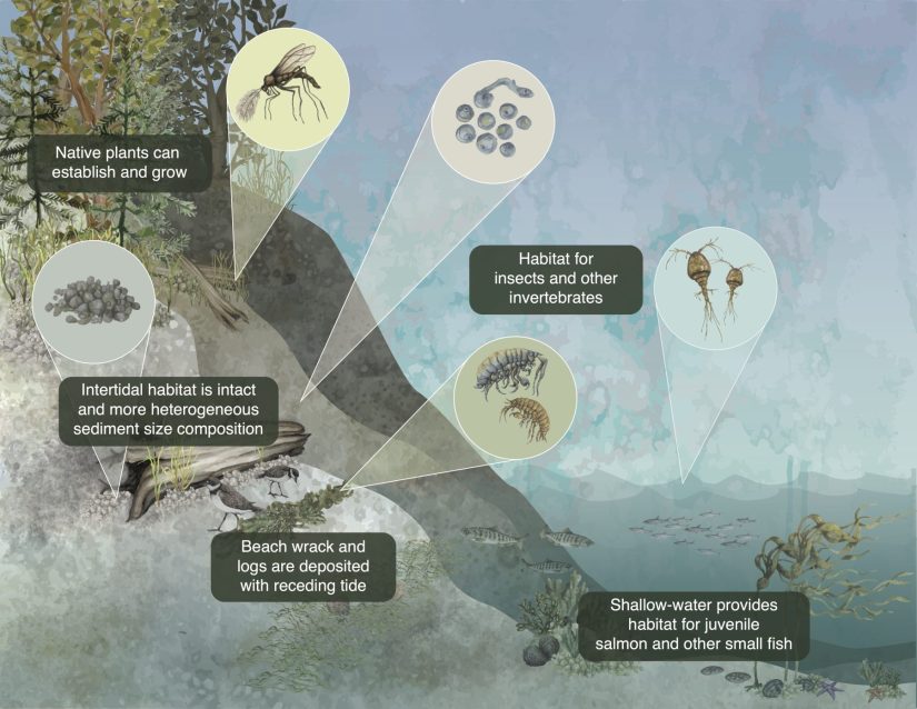 School of Aquatic and Fishery Sciences