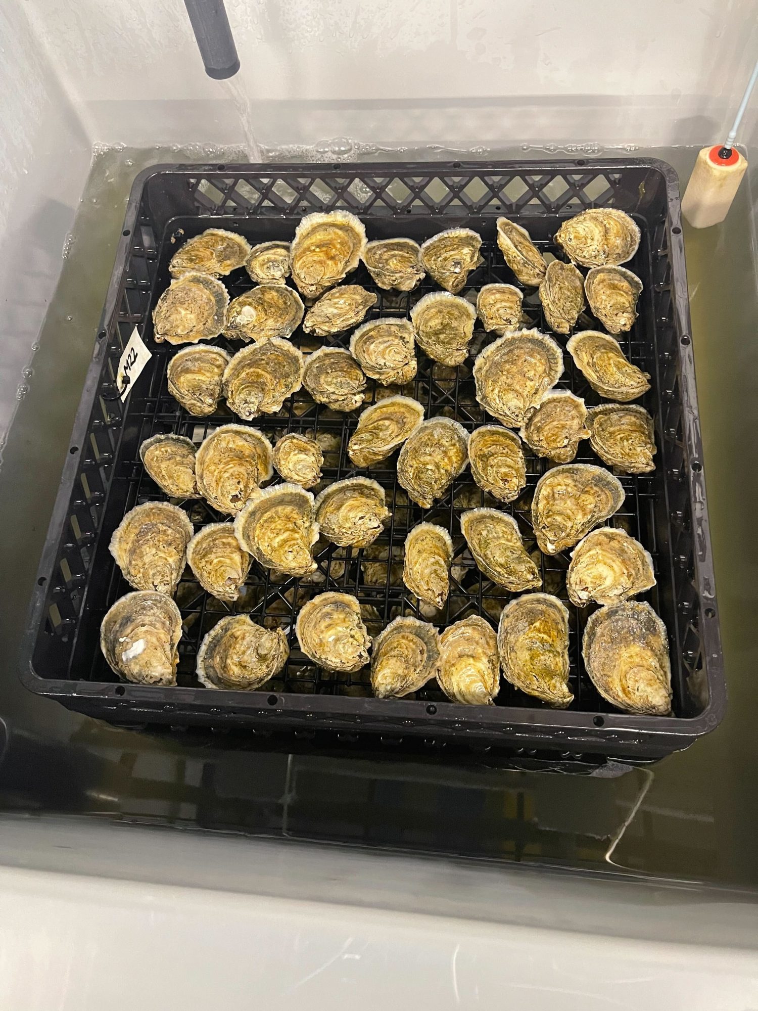 Climate change and Pacific oysters: what are the impacts of heat stress?