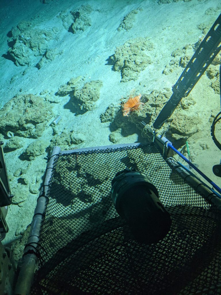 Lionfish research in the Caribbean waters of Curaçao