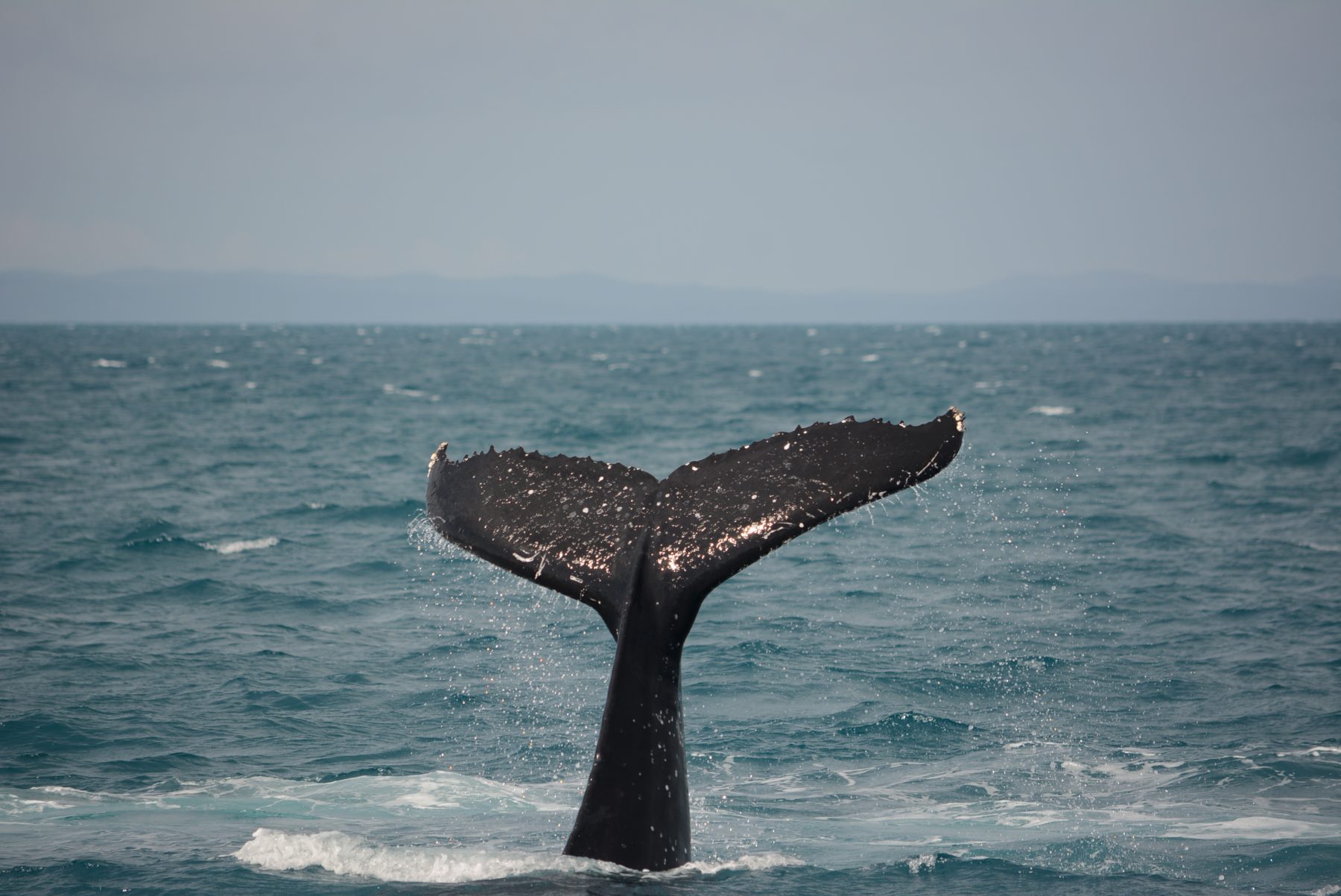 Rapid increase rates in large whale populations continue until they ...