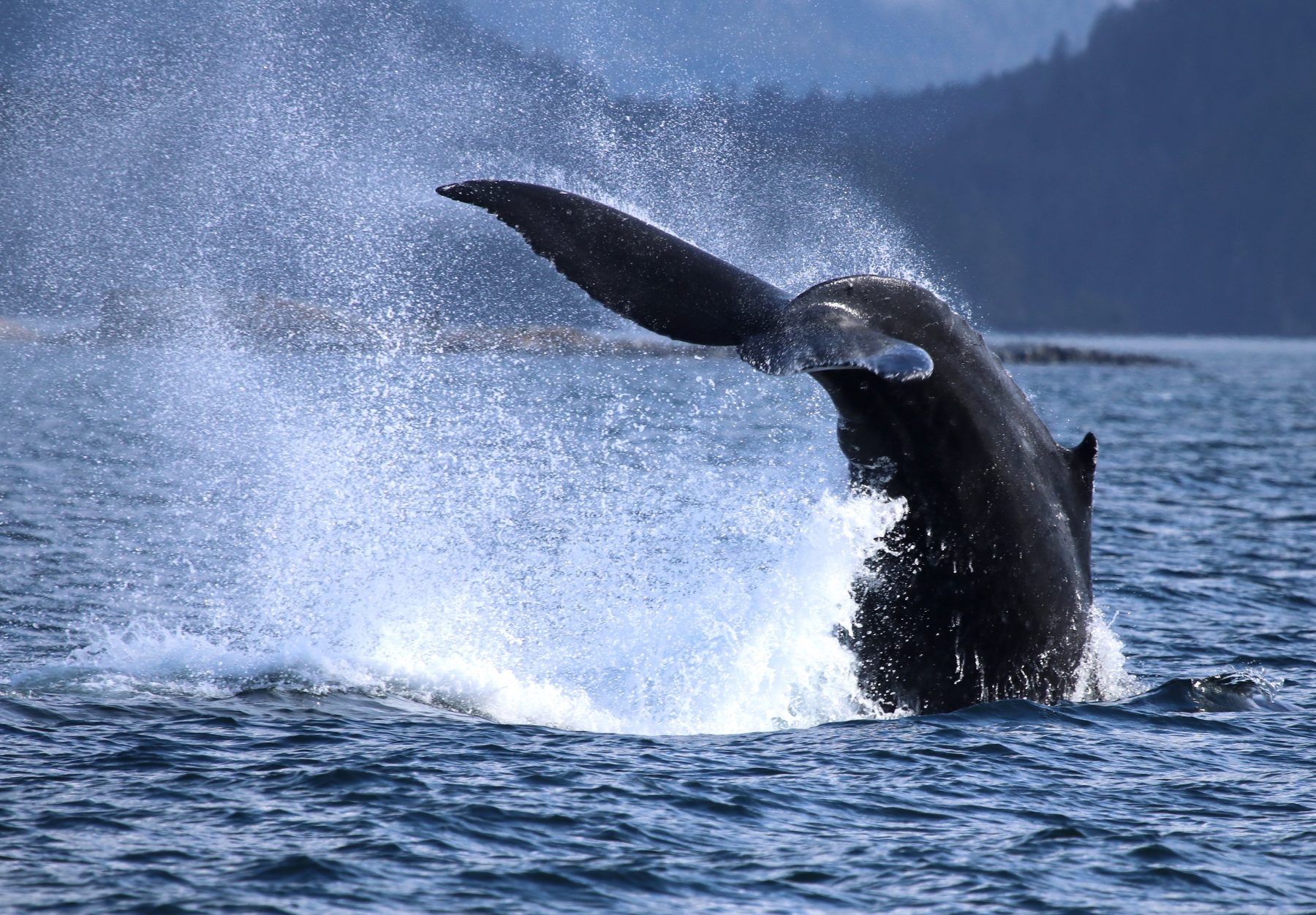 Rapid increase rates in large whale populations continue until they ...