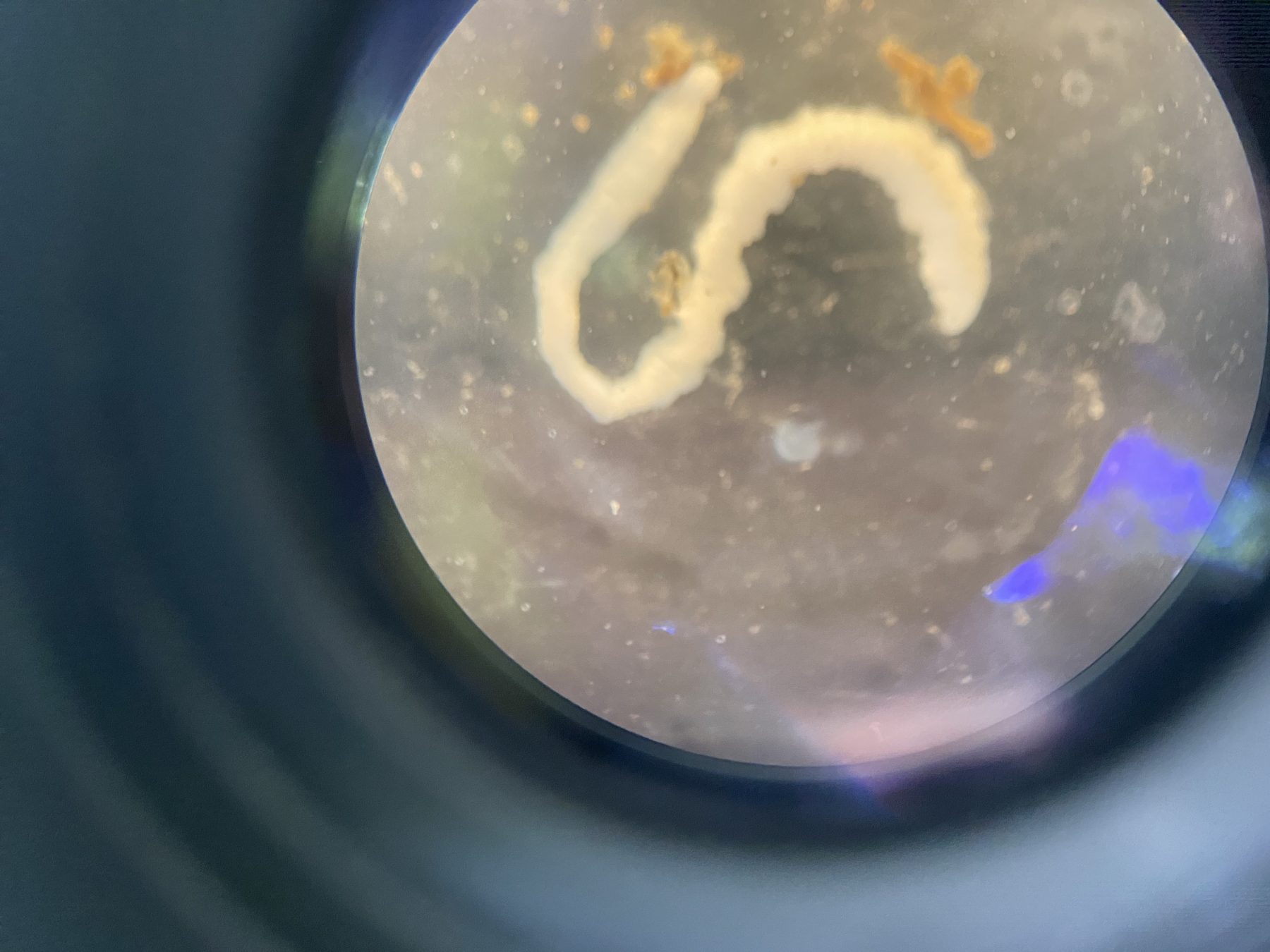 Uncovering parasites in one of the world’s largest fish collections