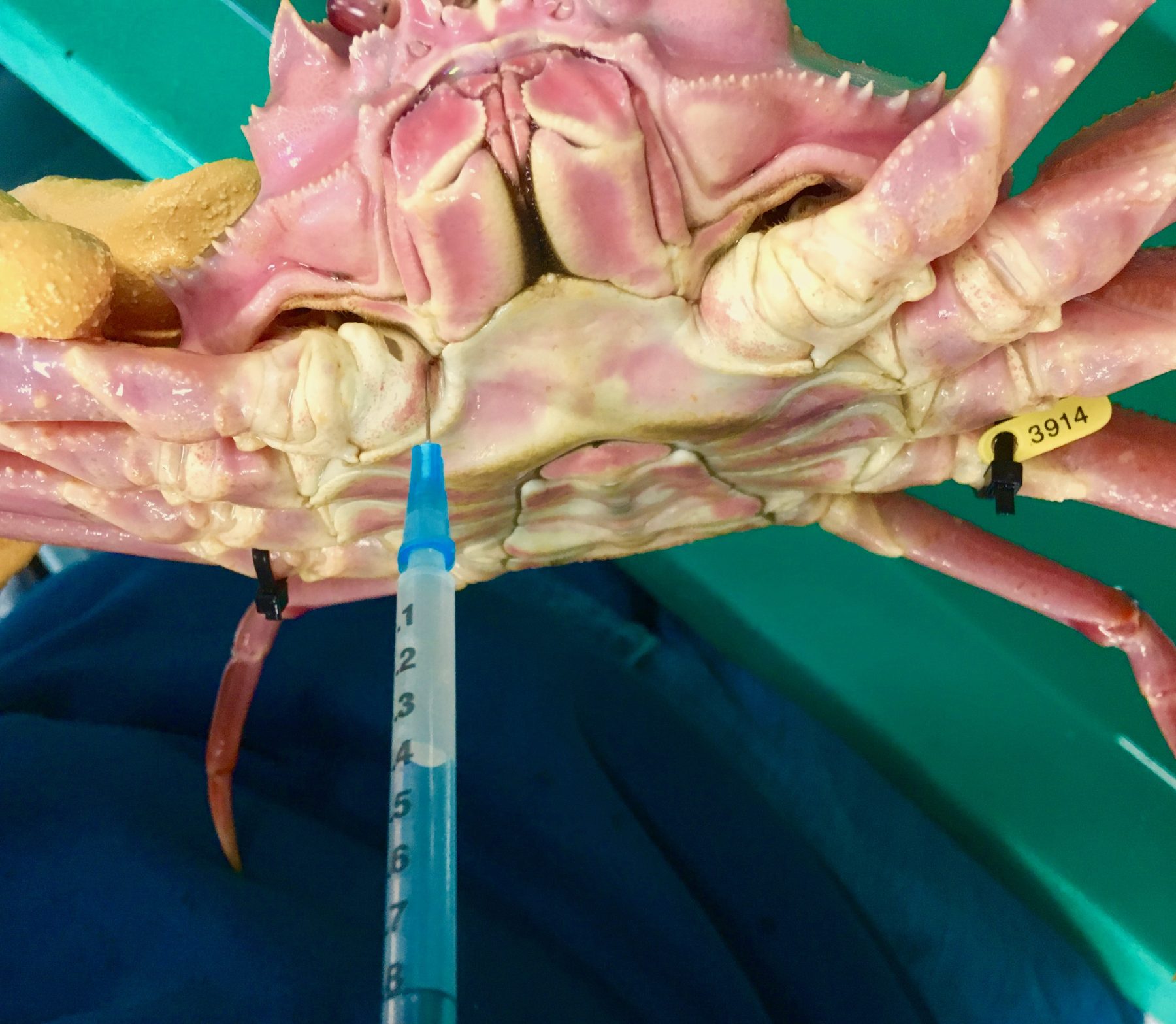 Bitter crabs…attitude problem or parasitic infection?