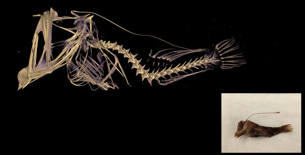 Evolution and elongation in deep dwelling anglerfishes