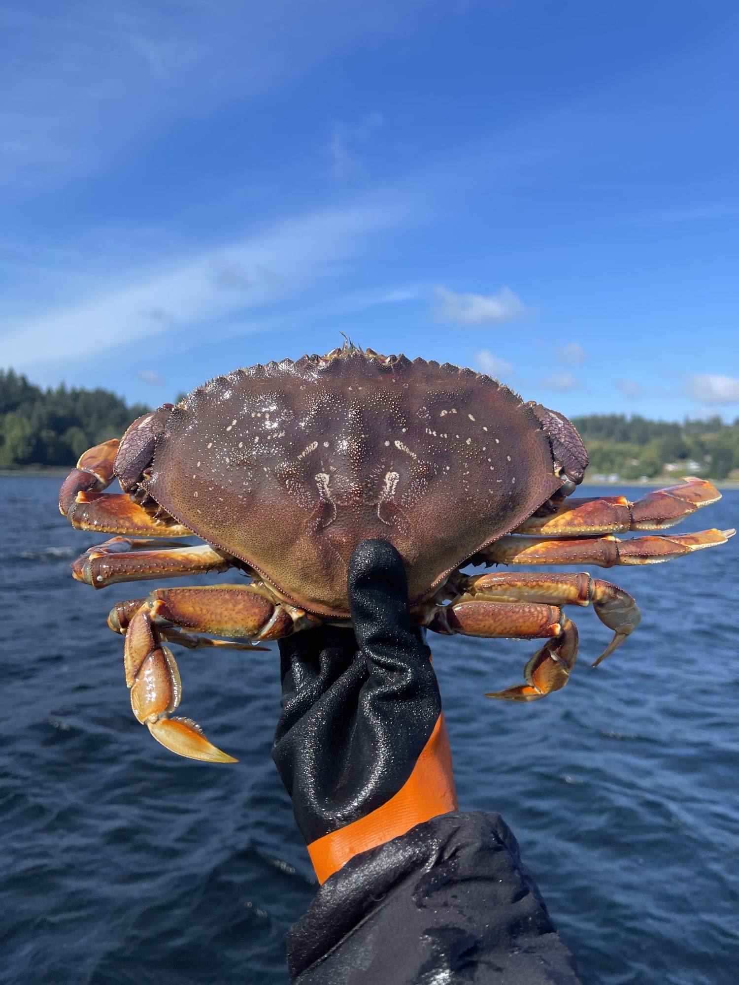 School of Aquatic and Fishery Sciences