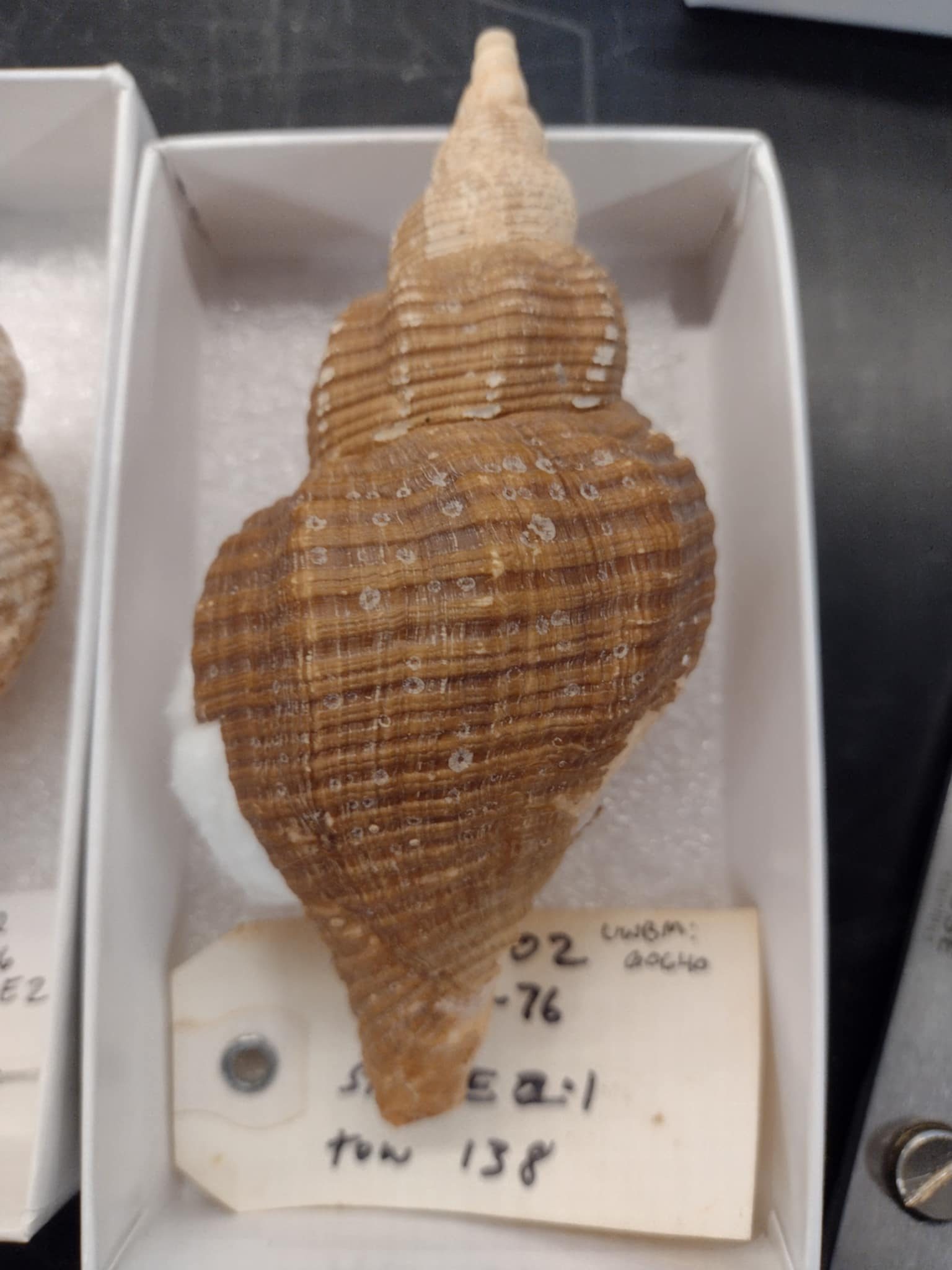 Snails and their shells: Capstone research in the Burke Museum’s shell ...