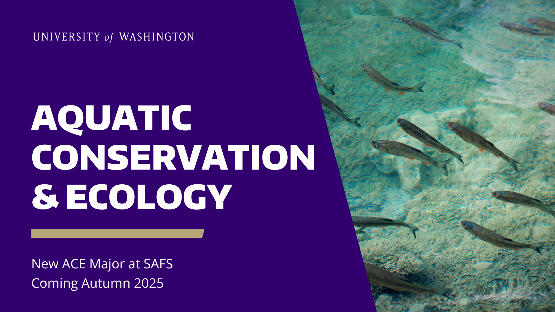 School of Aquatic and Fishery Sciences